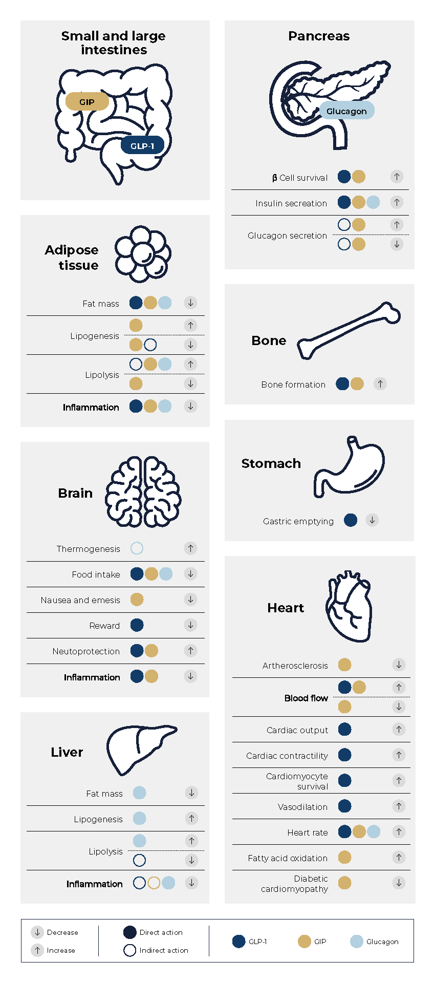 Gut Hormone Assays for Metabolic Research | GLP-1 & GIP